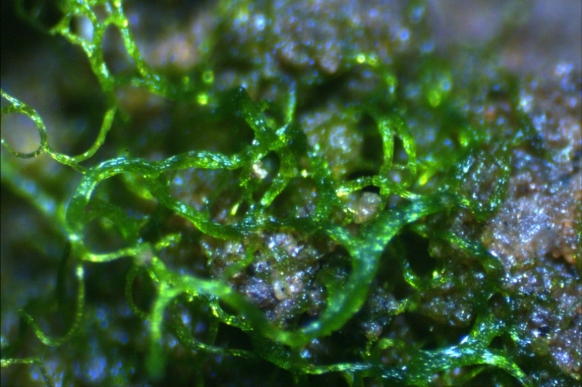 Úttörő felfedezést tettek a zöldalgákról szegedi tudósok