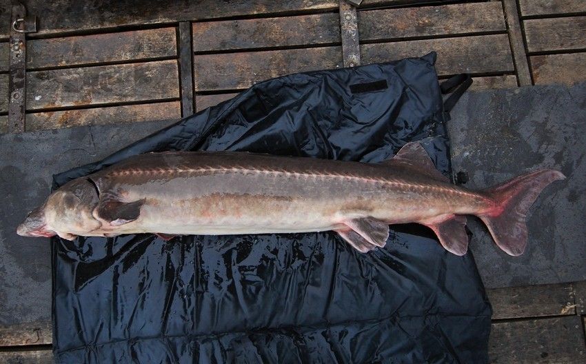 Bemutatjuk a Magyarországon őshonos, de nem fogható negyven halfajt ...