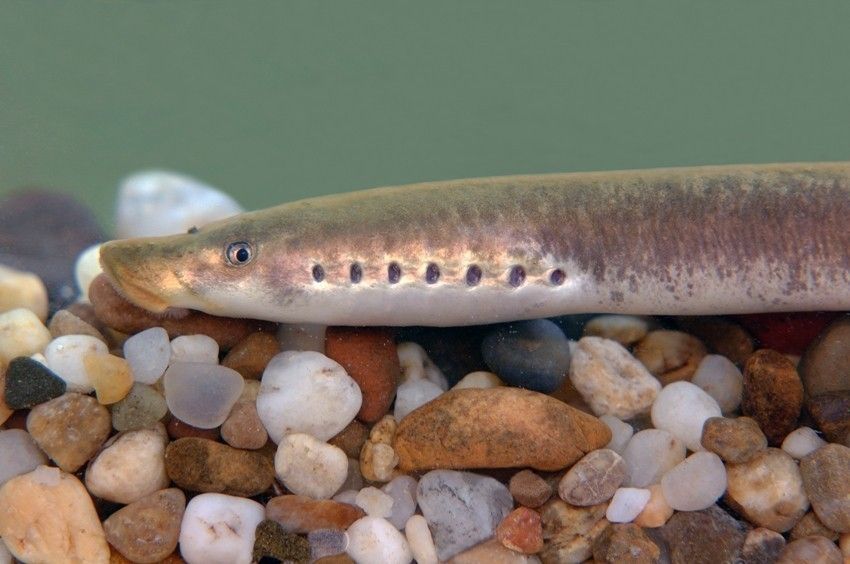 Bemutatjuk a Magyarországon őshonos, de nem fogható negyven halfajt ...