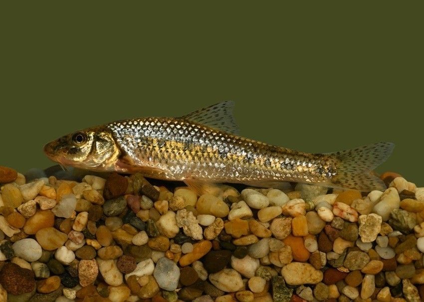 Bemutatjuk a Magyarországon őshonos, de nem fogható negyven halfajt ...