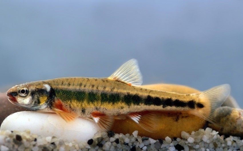 Bemutatjuk a Magyarországon őshonos, de nem fogható negyven halfajt ...