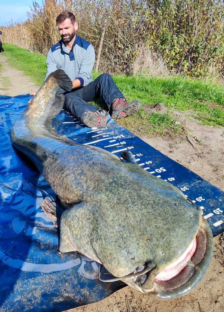 Két óráig forgatta a csónakot a 250 centis harcsa Ohaton – fotókkal ...