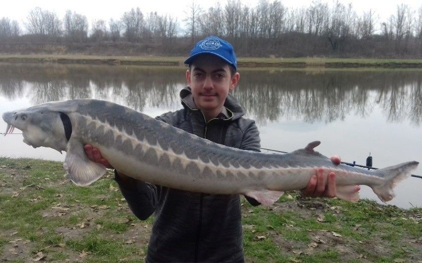 Negyedik típusú találkozás: újra visszatért a csonka úszójú tokhal