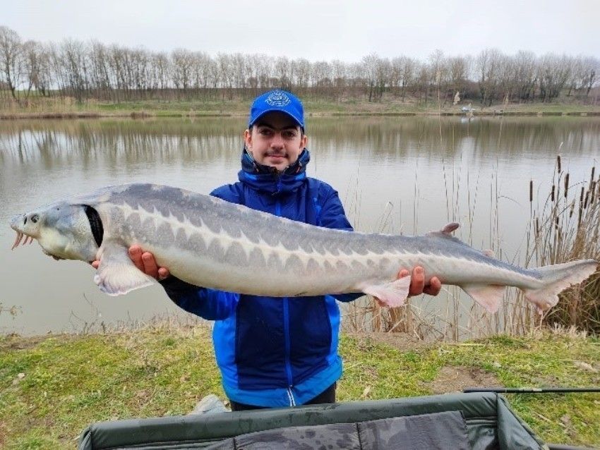 Negyedik típusú találkozás: újra visszatért a csonka úszójú tokhal