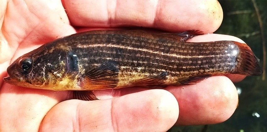 Ismeretlen, elszigetelt populációját fedezték fel az eltűnőfélben lévő ...