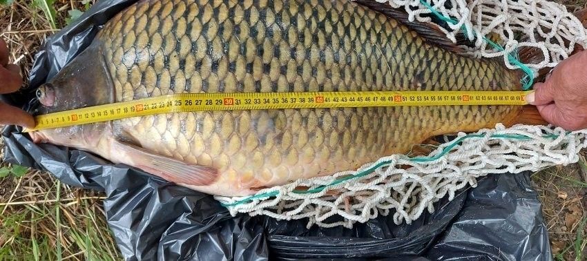 11 kilós pontyot rejtegettek a kocsijukban a tolvaj horgászok