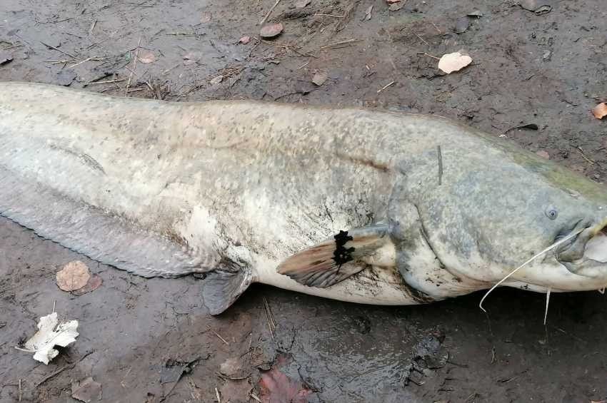 Zsinórban három kétméteres harcsát fogott Potornai Ferenc Ohaton – videóval